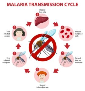 Malaria Life Cycle: Diagnosis, Stages and Mode of Transmission ...