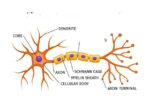 Neuron Anatomy 101: Diagrams & Simple Explanations - Medkart Pharmacy Blogs