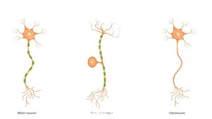 Neuron Anatomy 101: Diagrams & Simple Explanations - Medkart Pharmacy Blogs