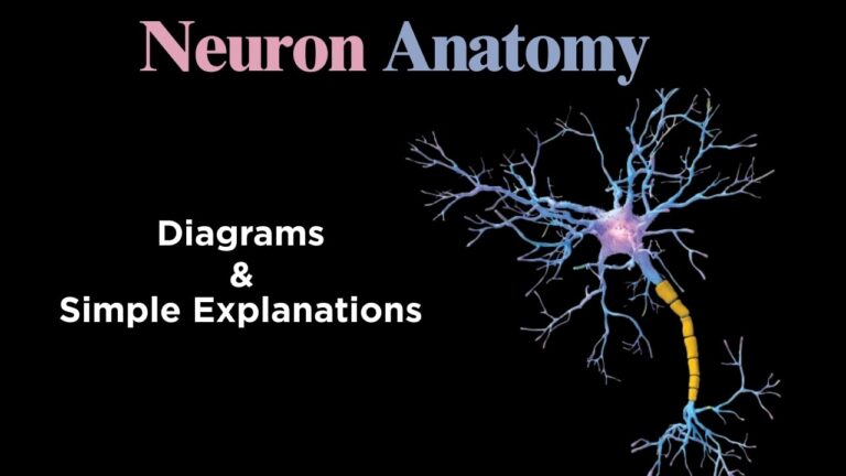 Neuron Anatomy 101: Diagrams & Simple Explanations - Medkart Pharmacy Blogs